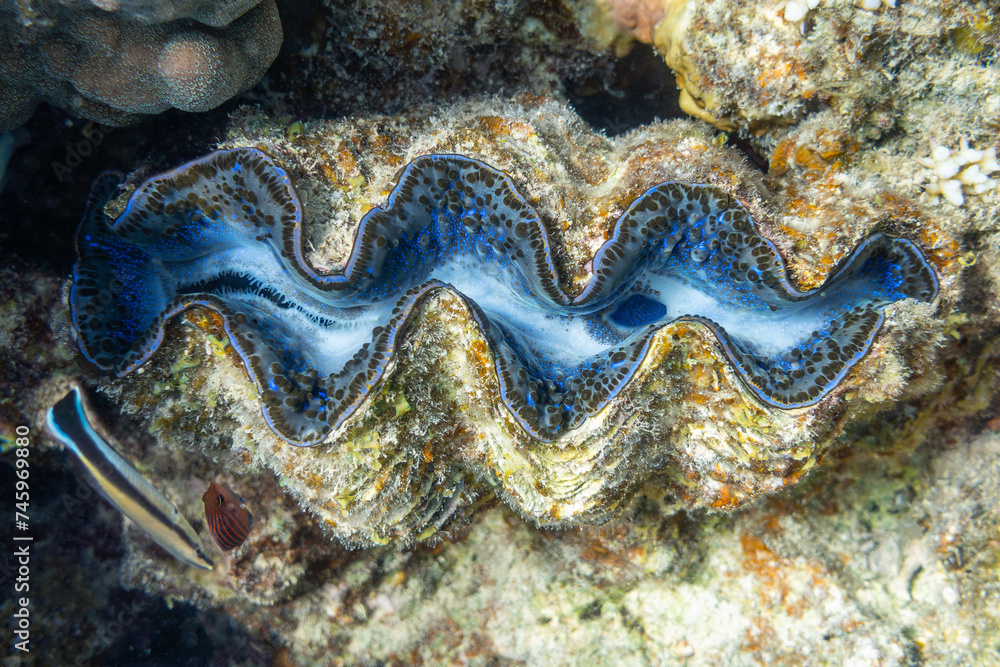 Underwater view of a Giant Clam (Tridacna Gigas) with blue lips Stock ...