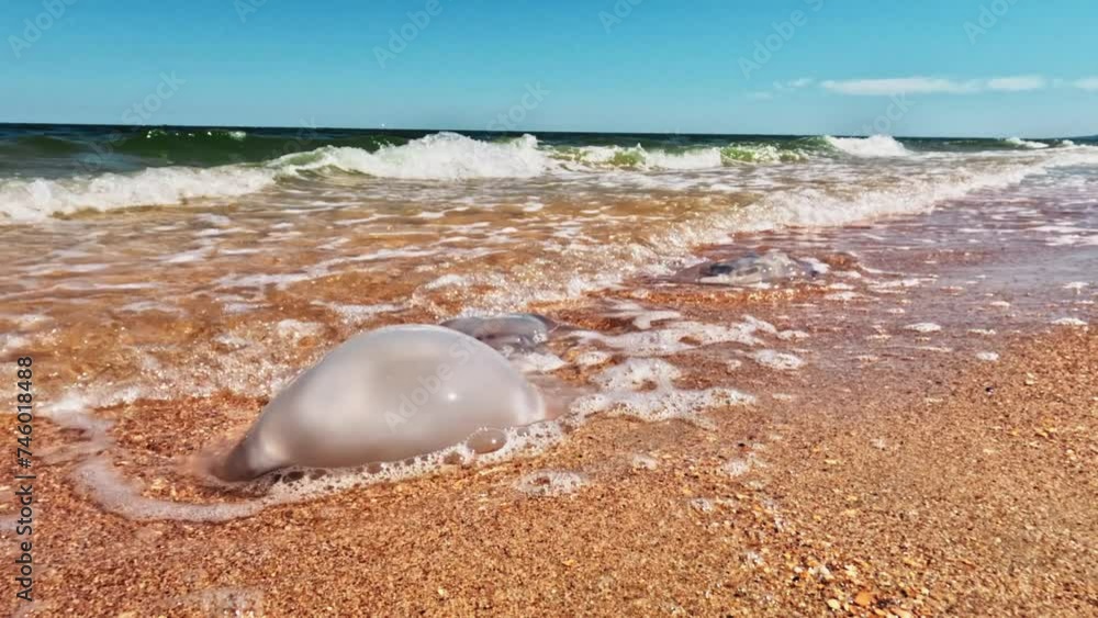 Dead jellyfish on a sandy beach with waves in the Mediterranean Sea ...