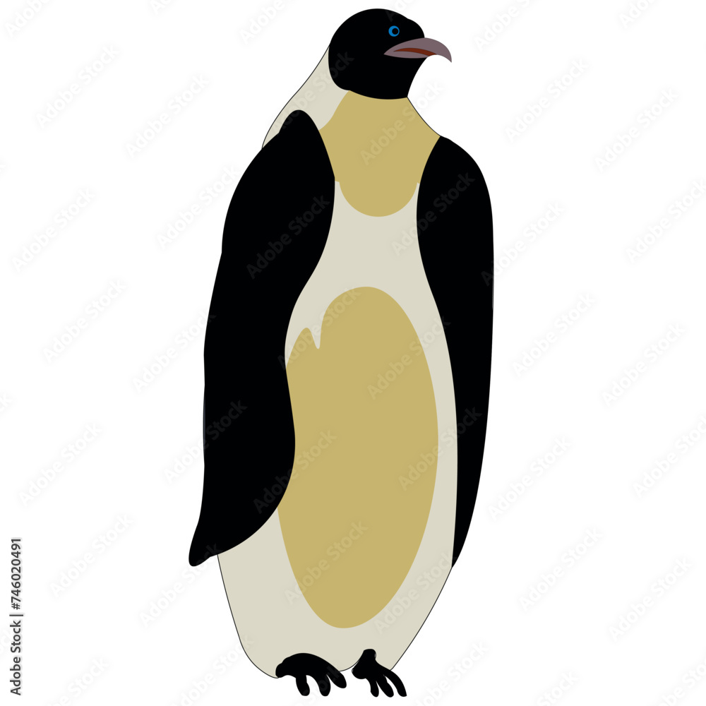 Adult penguin. The bird stands slenderly on its two legs, pressing its ...