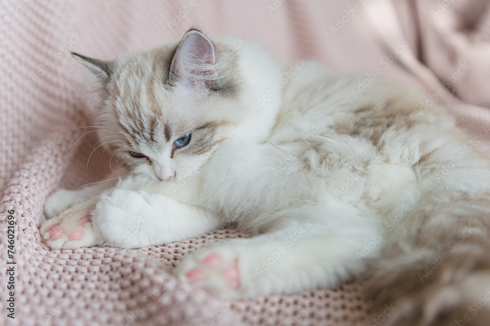 Mały kot rasy Ragdoll, Mały kotek, Biały kot z niebieskimi oczami, Słodki kotek, Młody piękny ...