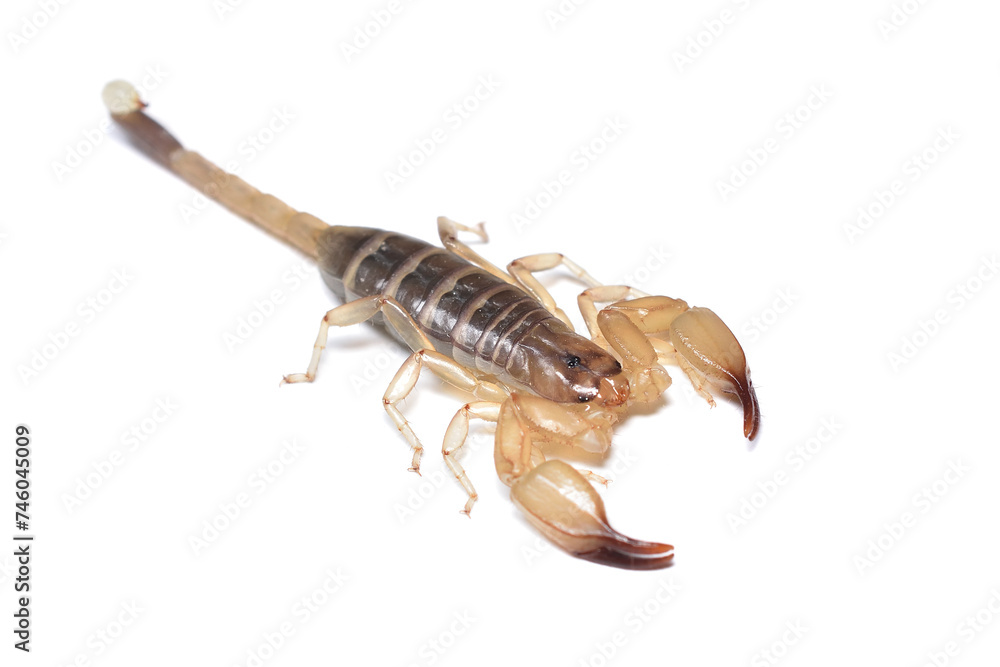 Photo & Art Print Closeup picture of a female of the infamous and ...