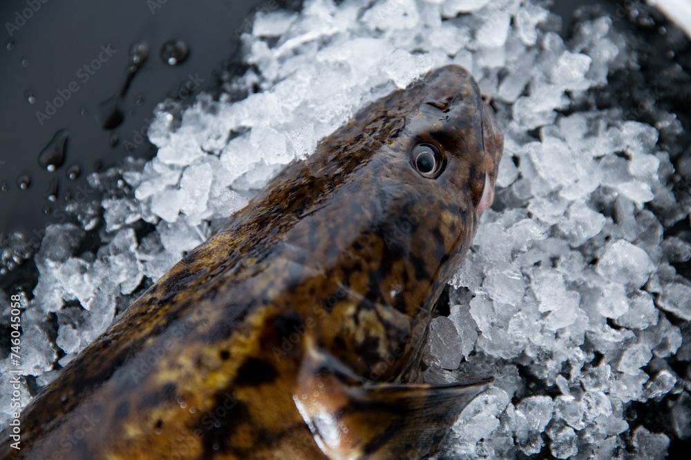 A close-up Burbot fish on Ice and black background. Fresh water fish ...