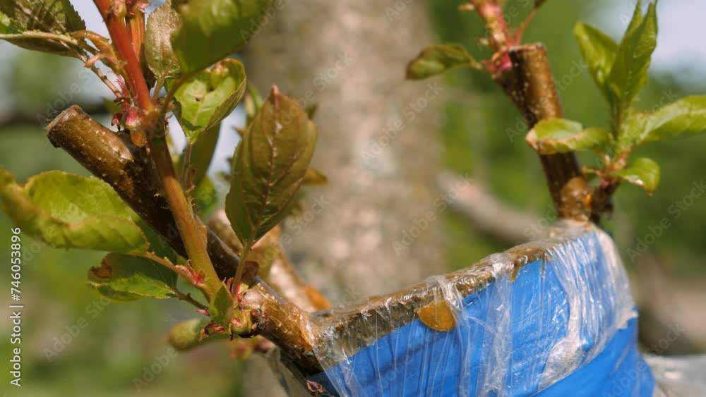 Vidéo Stock Ants, a colony of ants, feed on the juice of a plant, a ...