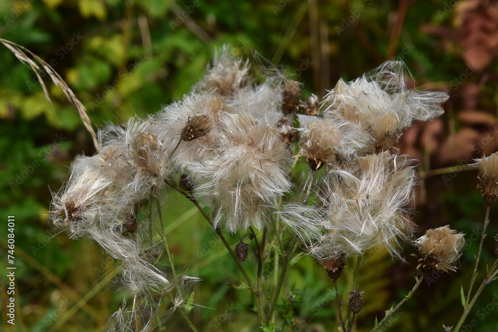welke samen einer distel Stock Photo | Adobe Stock