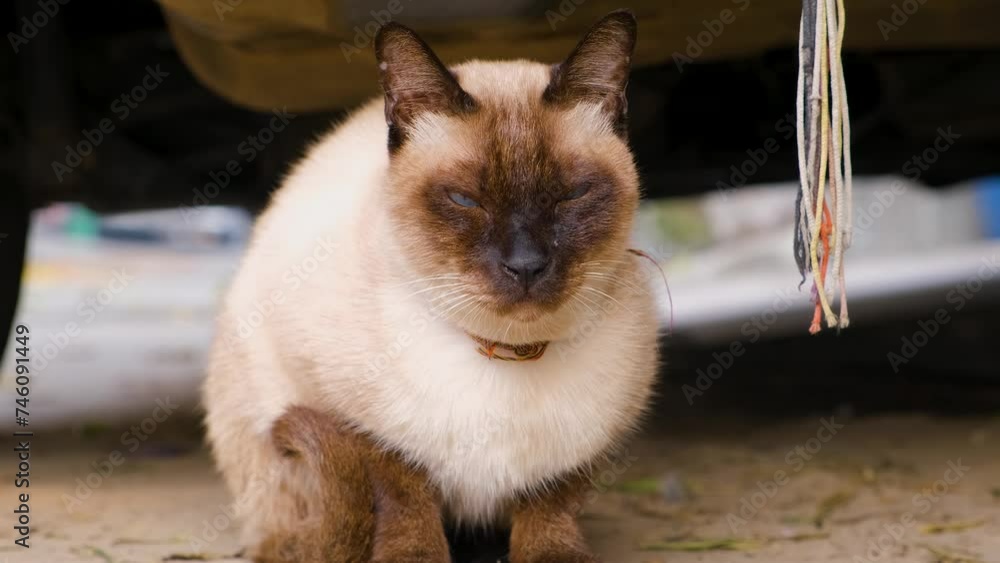 blue eyes cat . siamese playful cat. Playful cat meowing. Close up of ...