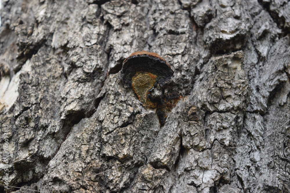 fungus in the bark of a tree that can cause a fungal disease that ...