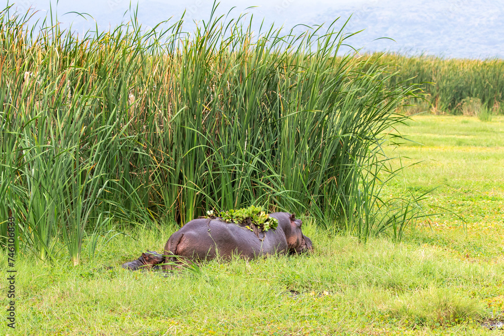 Hippo Grazing in the Tall Swamp Grass with Baby Hippo in Lake Manyara ...