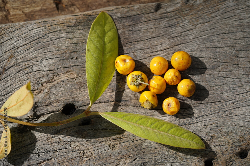 Muruci fruits (Byrsonima crassifolia), also known as murici, from a ...