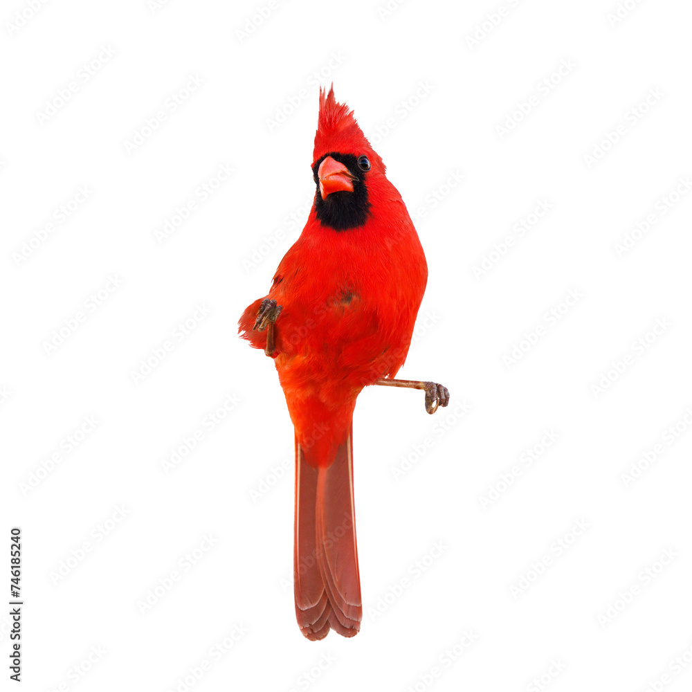 A male northern cardinal (Cardinalis cardinalis) isolated on a ...
