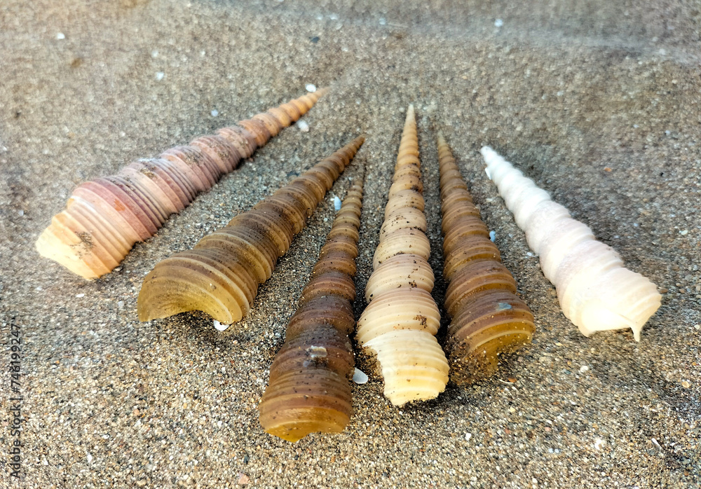 Six shells splash on the beach in the late morning. Turritella Terebra ...