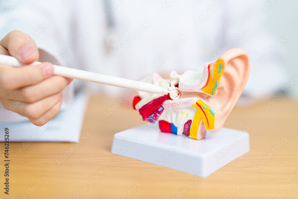 Doctor with human Ear anatomy model. Ear disease, Atresia, Otitis Media ...