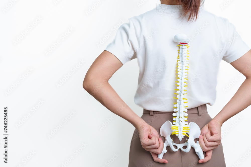woman with human Spine anatomy model. Spinal Cord Disorder and disease ...