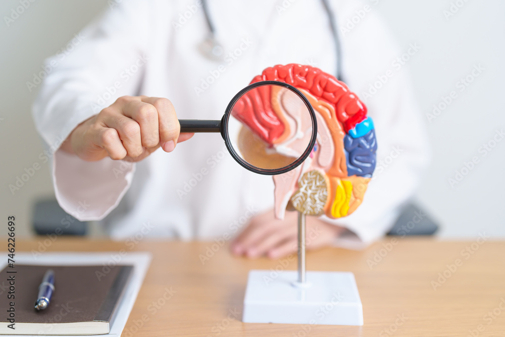 doctor with human Brain anatomy model and magnifying glass. World Brain ...
