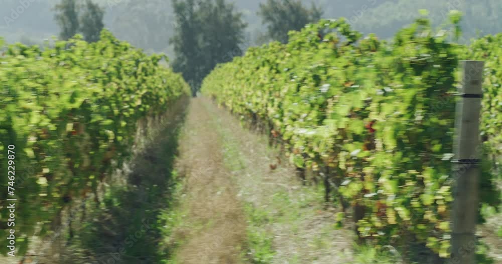 Vidéo Stock Vineyard, farm and landscape in nature for agriculture ...