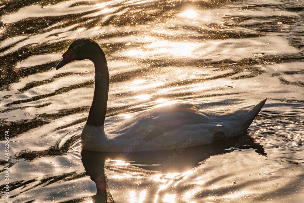 The black-necked swan, Cygnus melancoryphus, is a swan that is the ...