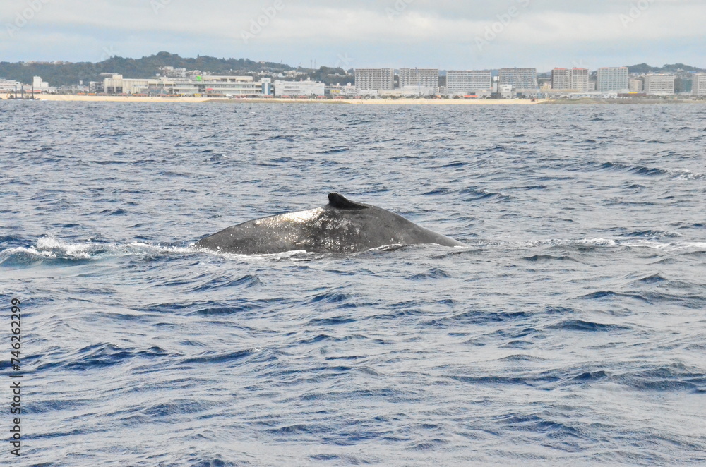 Whale Watching in Okinawa, Japan. From January to March, the ocean ...