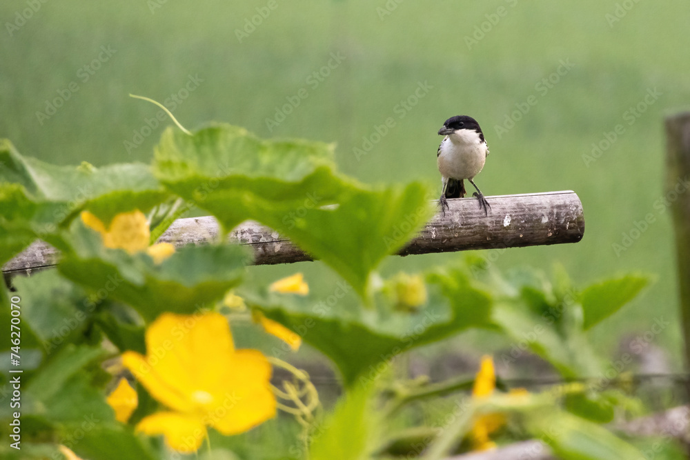Long-tailed shrike or rufous-backed shrike (Lanius schach) bird is ...