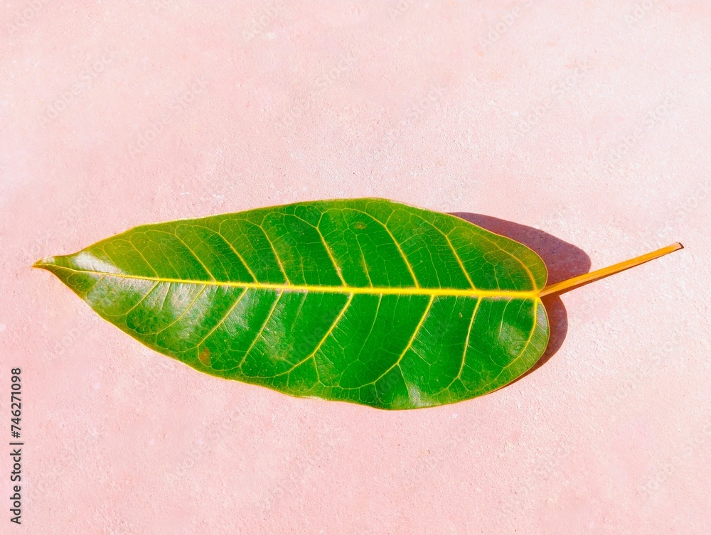 Green leaf of a tree plant simple flattened single leaf with veins apex ...
