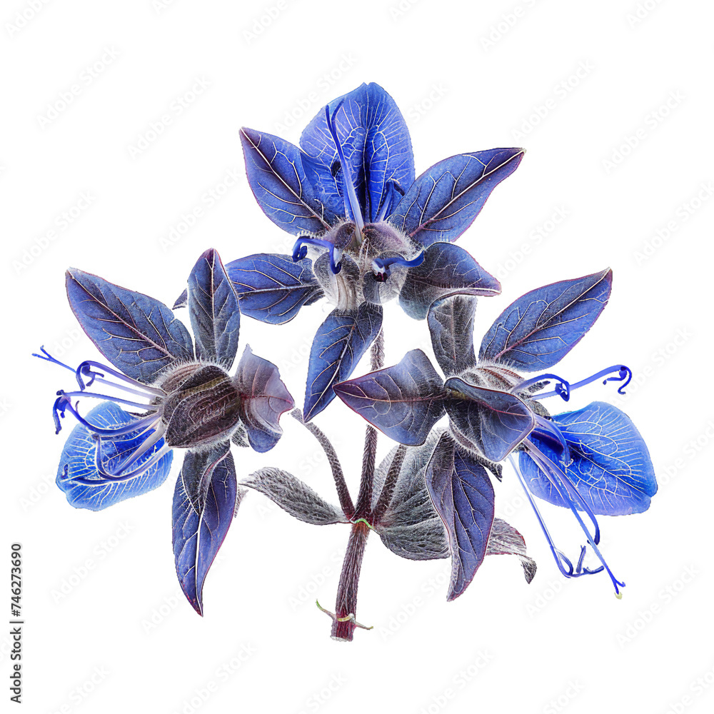Borage, transparent background, isolated image, generative AI Stock ...