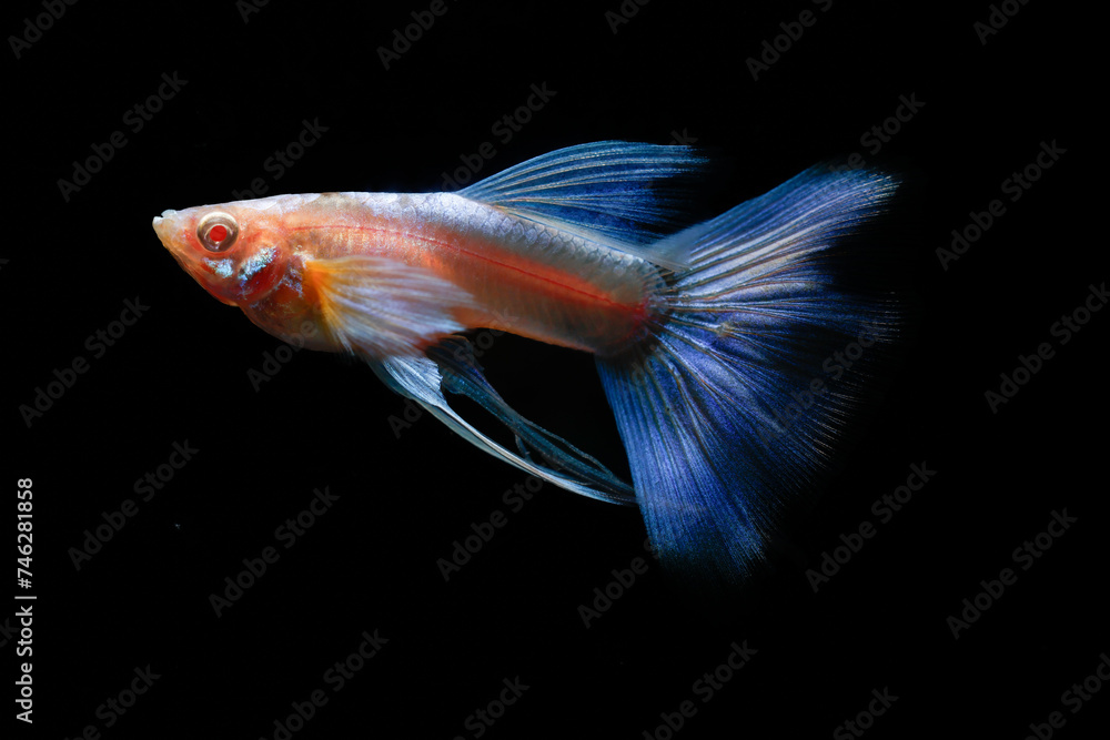 Albino blue tail ribbon fin guppy (Poecilia reticulata) isolated on ...