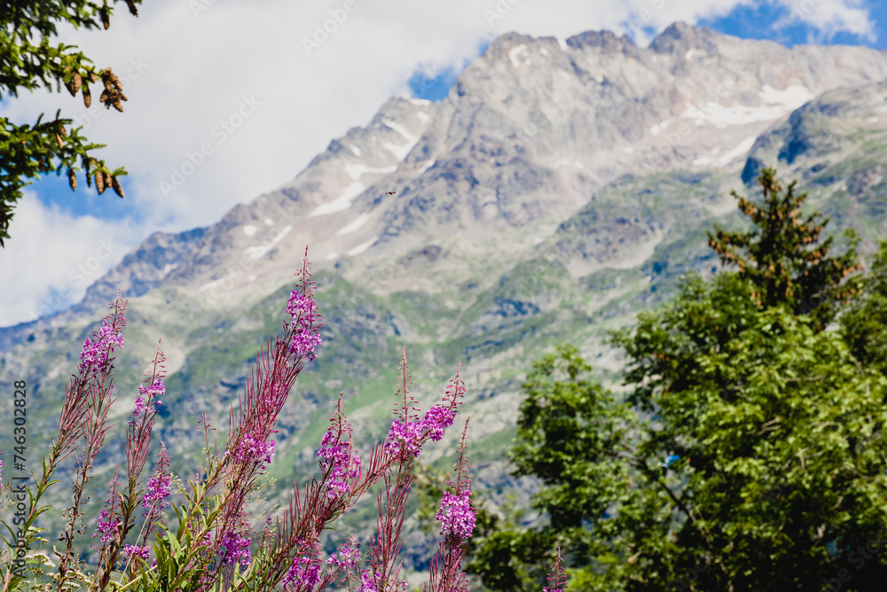 Flore des Alpes. Végétation alpine. Fleurs et arbres des Alpes. Flore de montagne. Epilobe ...