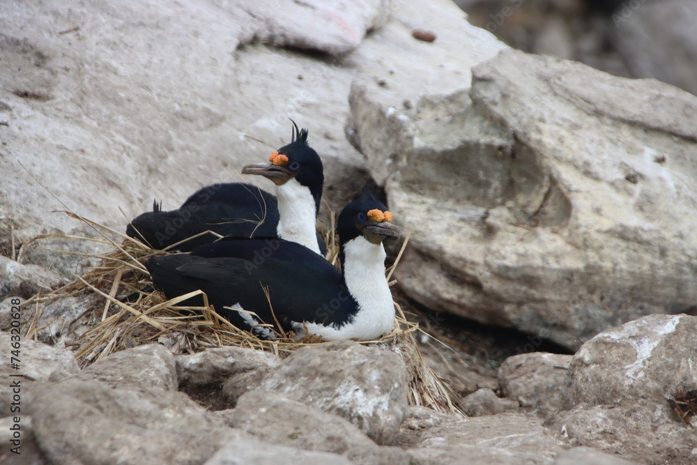 Imperial Shag (Leucocarbo atriceps), aka Imperial Cormorant, New Island ...