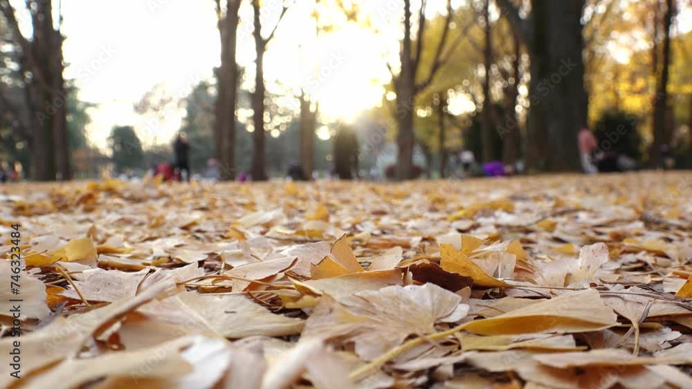TOKYO, JAPAN - NOVEMBER 2023 : View of orange and yellow Autumn leaves ...