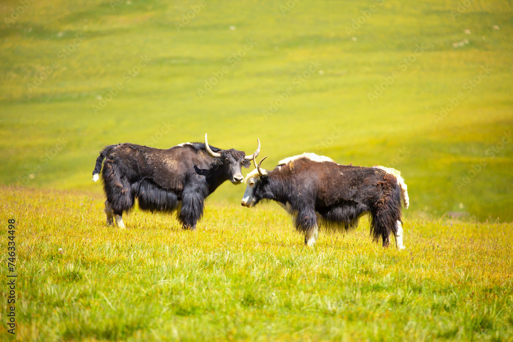 A herd of yaks graze in the mountains. Himalayan big yak in a beautiful ...