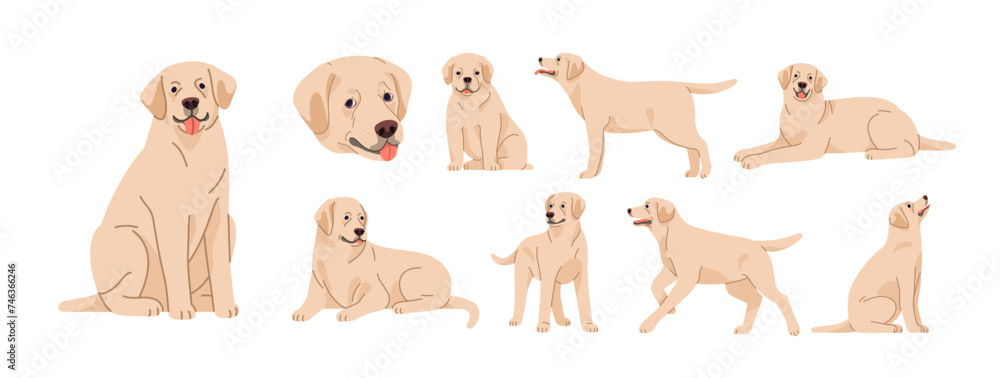Labrador retriever in sitting, lying, standing poses set. Cute purebred ...