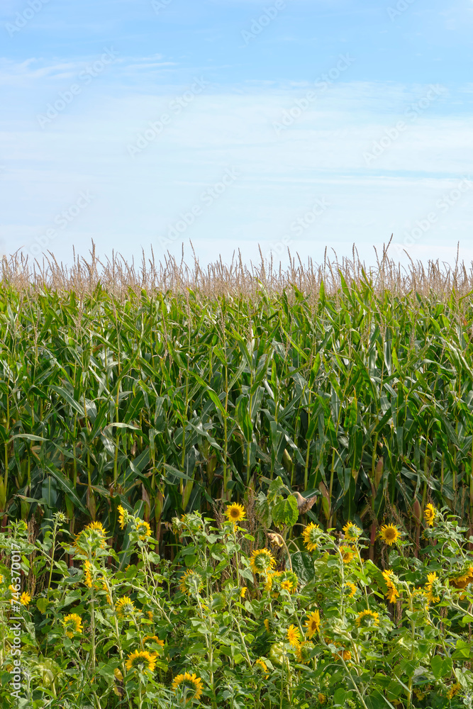 Flowering yellow sunflowers in front of a corn field under a blue sky ...