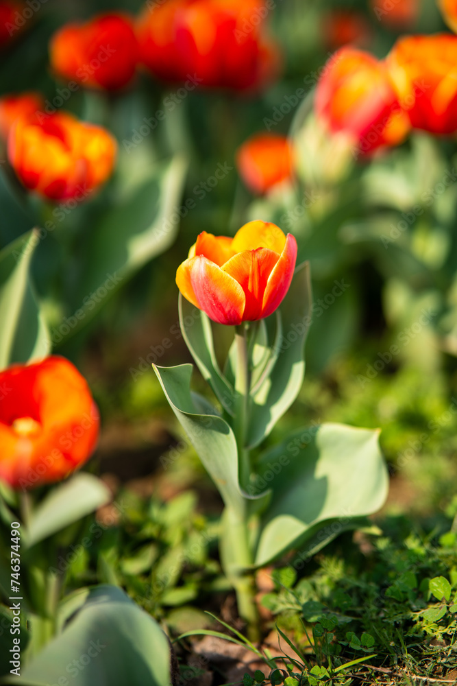 Tulips Flowers are vibrant, cup-shaped flowers native to Eurasia, known ...