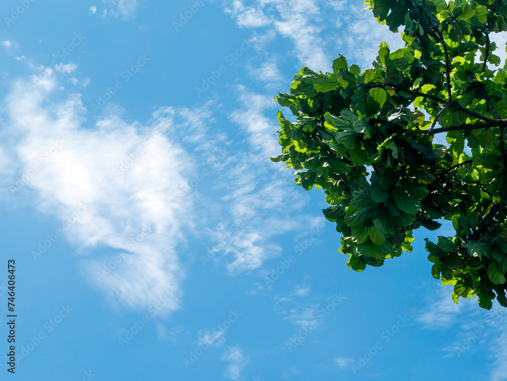 The umbrella plant of Indian almond, Terminalia catappa green leaves ...