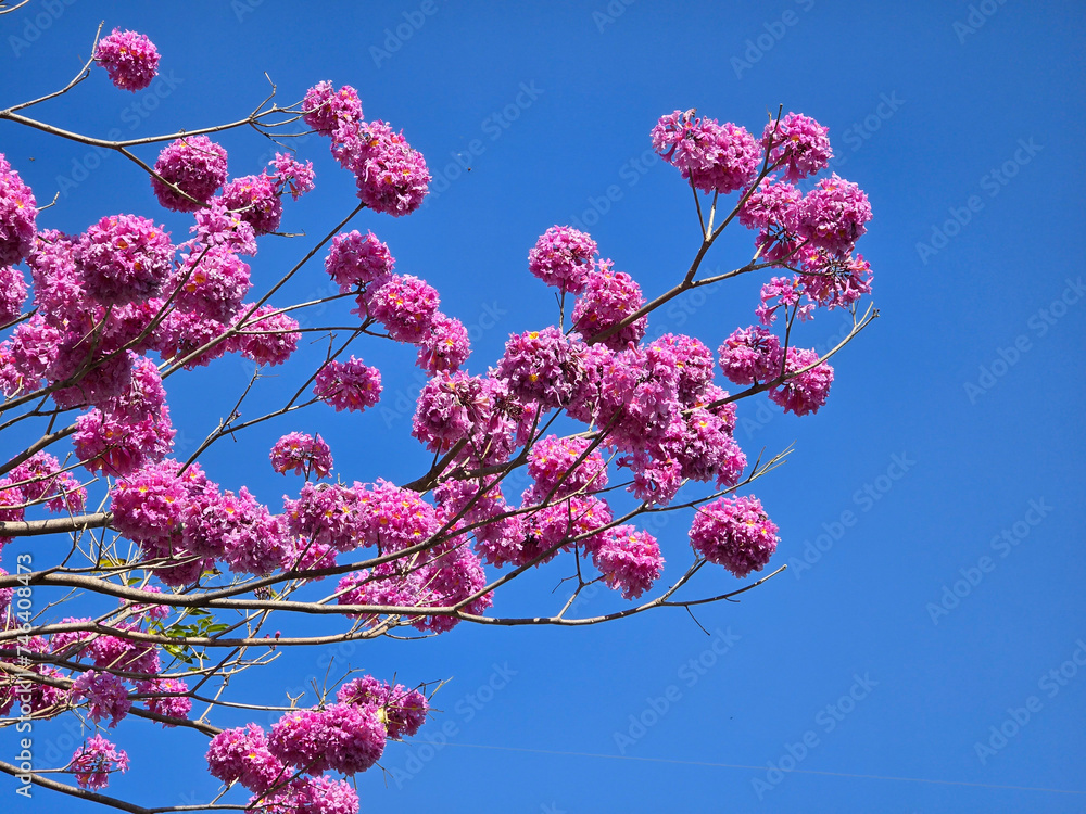 Tabebuia rosea, Tabebuia pentaphylla, Rosy Trumpet Tree, Lapacho ...