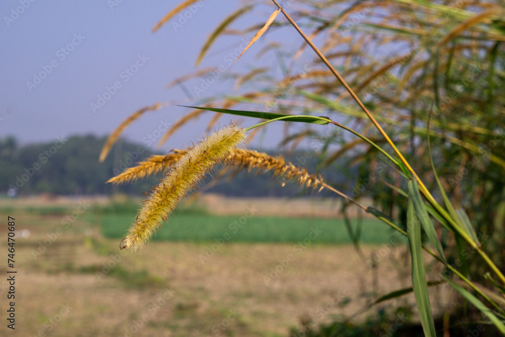 Foxtail millet, scientific name Setaria italica, is an annual grass ...