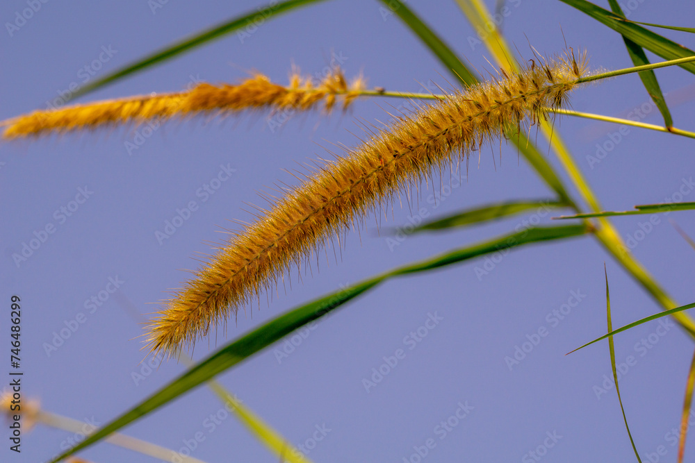 Foxtail millet, scientific name Setaria italica, is an annual grass ...