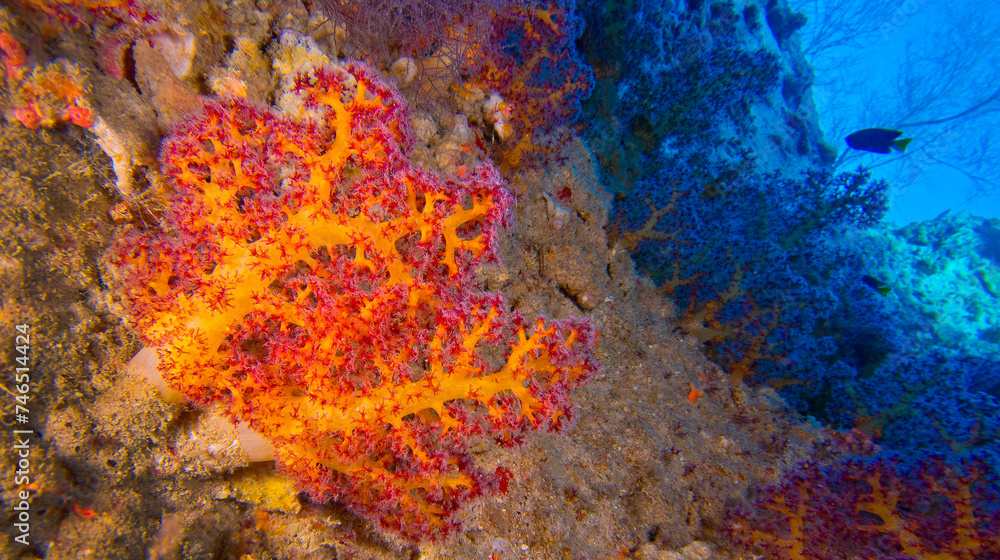 Multi-branched Coral Trees, Soft Coral, Reef Building Corals, Coral ...