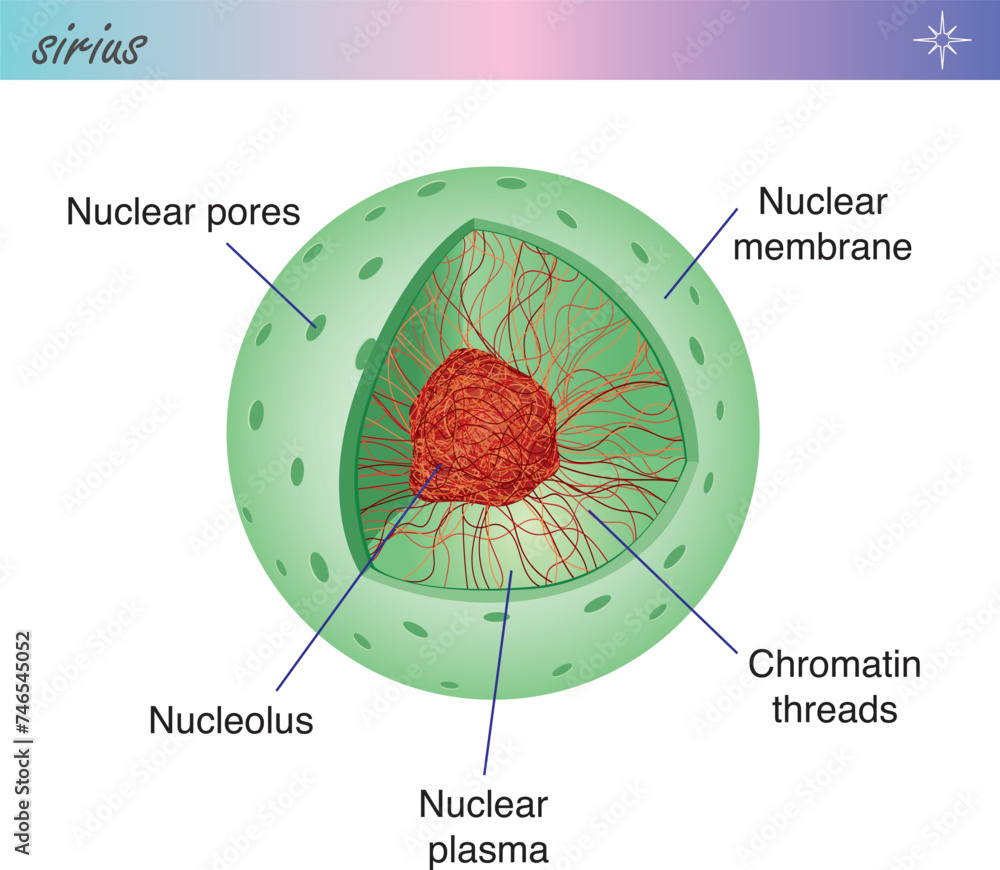 Structure of the nucleus-Nucleus is an organelle in eukaryotic cells ...