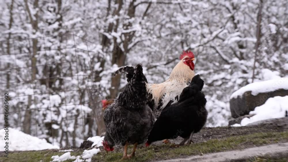 A rooster in the snow near the forest. Close-up with a domestic birds ...