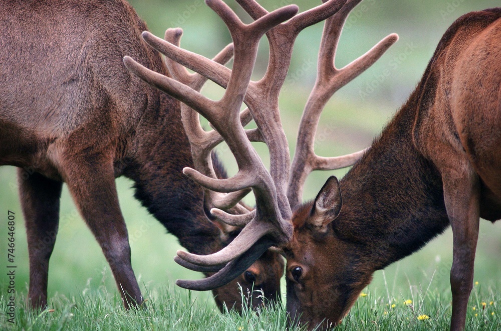 Experience the enchanting sight of two deer engaging in playful ...