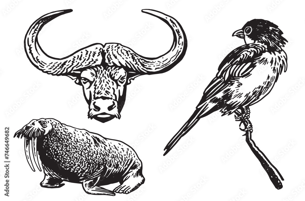 Graphical set of animals on white background, vector illustration Stock ...