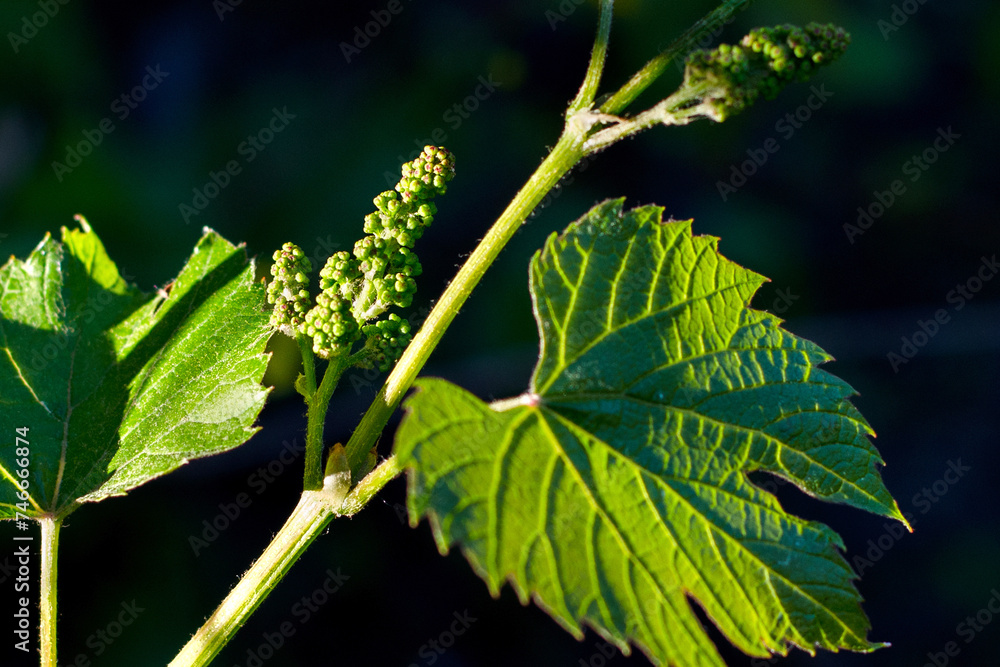 Vine leaves. Flowering of the grape. Grape in blossom. Fresh green vine ...