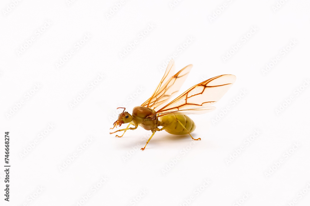 Weaver ant (oecophylla smaragdina) has long wings and brightly colored ...