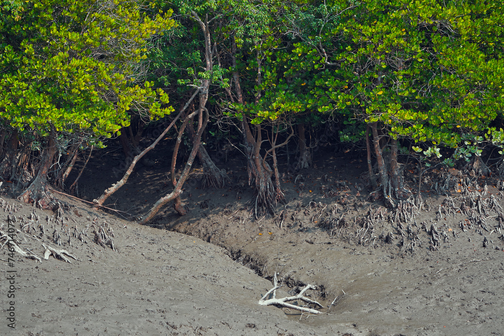 Unique, low lying tidal landscape of Sundarbans biosphere reserve, the ...