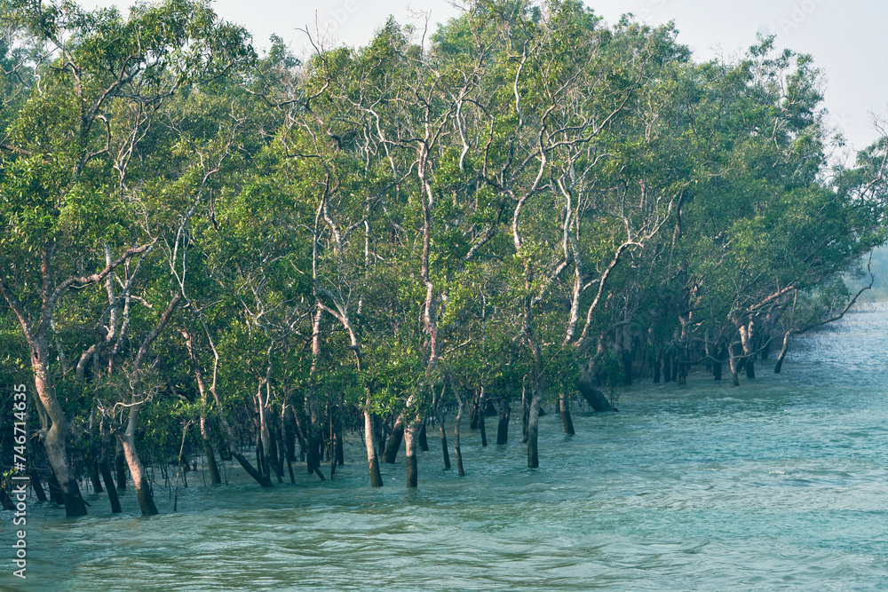 sundarbans biosphere reserve, sundari tree heritiera fomes, unesco ...