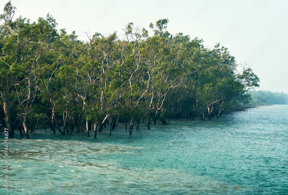 dense jungle of sundari trees, Heritiera fomes, (gives the Sundarbans ...