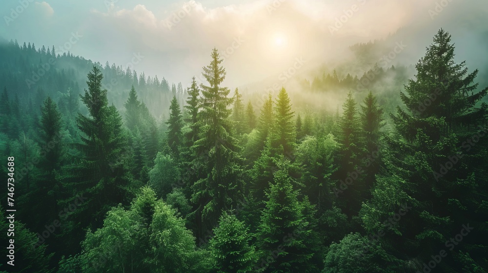 Healthy green trees in a forest of old spruce, fir and pine trees in ...
