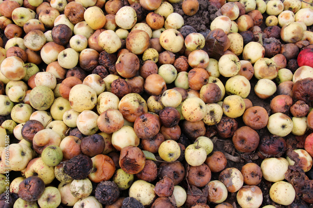 Fruit rot of apples damaged by moniliosis (Monilinia) Stock Photo ...