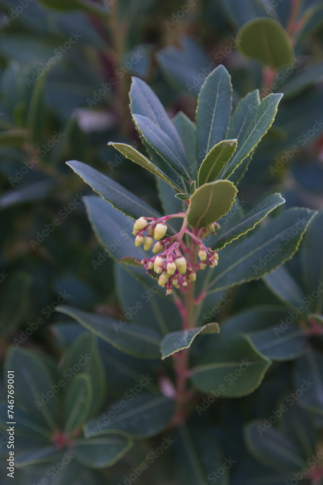 Arbutus unedo, common name "strawberry tree", evergreen shrub or small ...