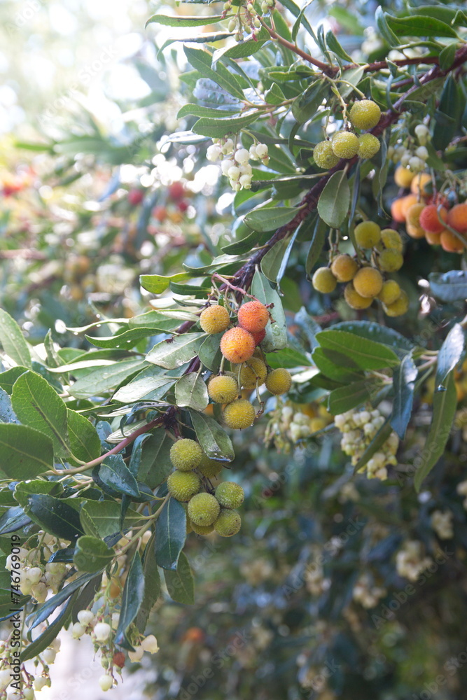 Arbutus unedo, common name "strawberry tree", evergreen shrub or small ...