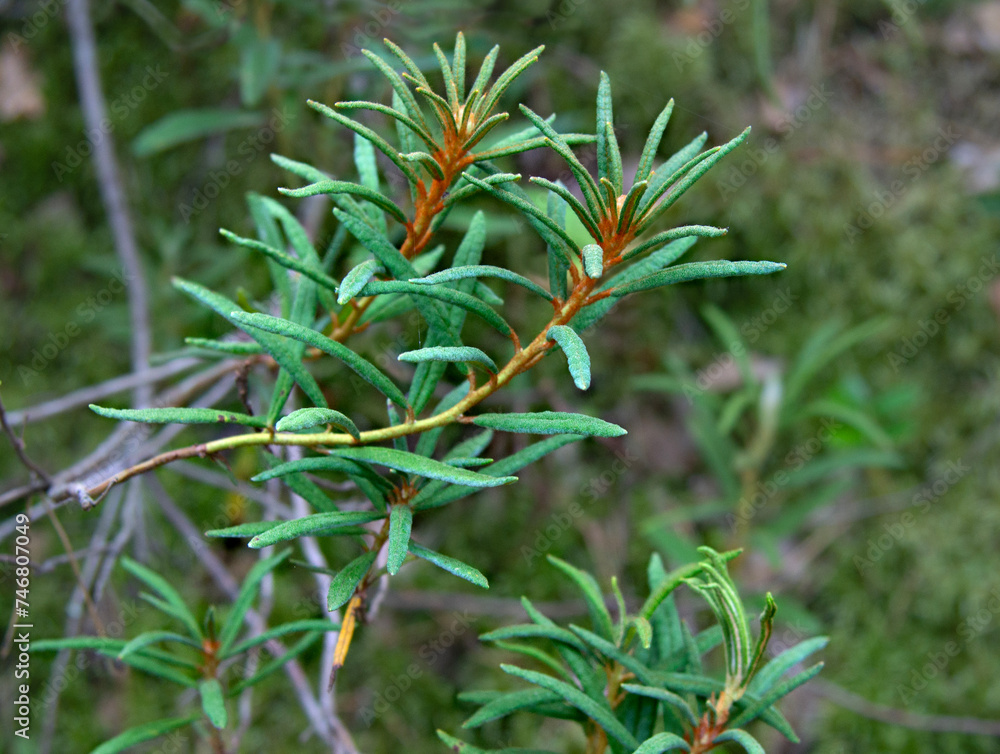 Marsh rosemary Ledum palustre is a plant species from the Ledum genus ...